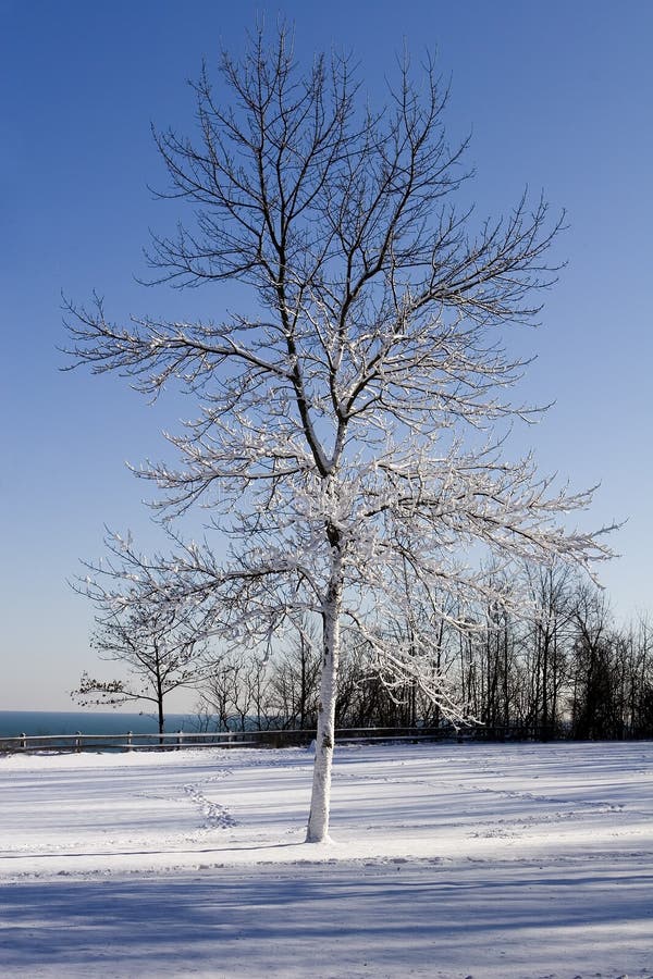 Snow laden branch stock photo. Image of woodland, conifer - 65491882