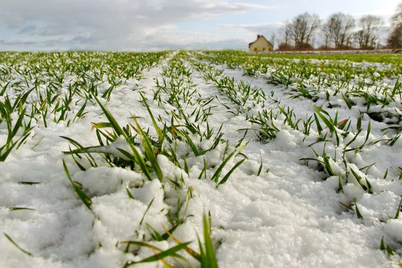 Snow on the land. stock image. Image of season, grass - 23055955