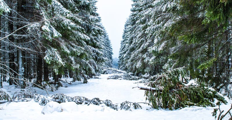 Snow Landscape with Damaged Fir Tree in Forest. Stock Photo - Image of ...