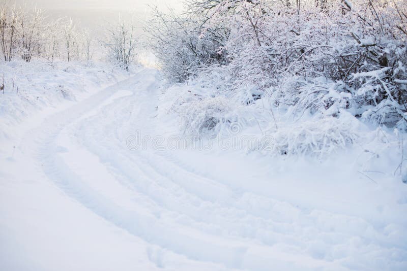Snow Lane stock photo. Image of season, frost, cool, bush - 37806440
