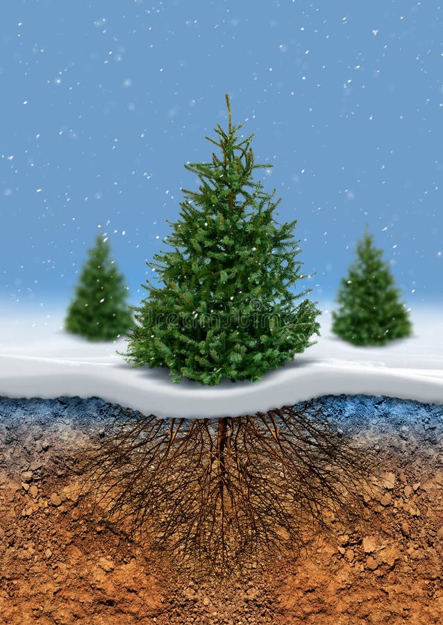 Snow Layer Protects Tree Roots in Winter Stock Image - Image of layer ...