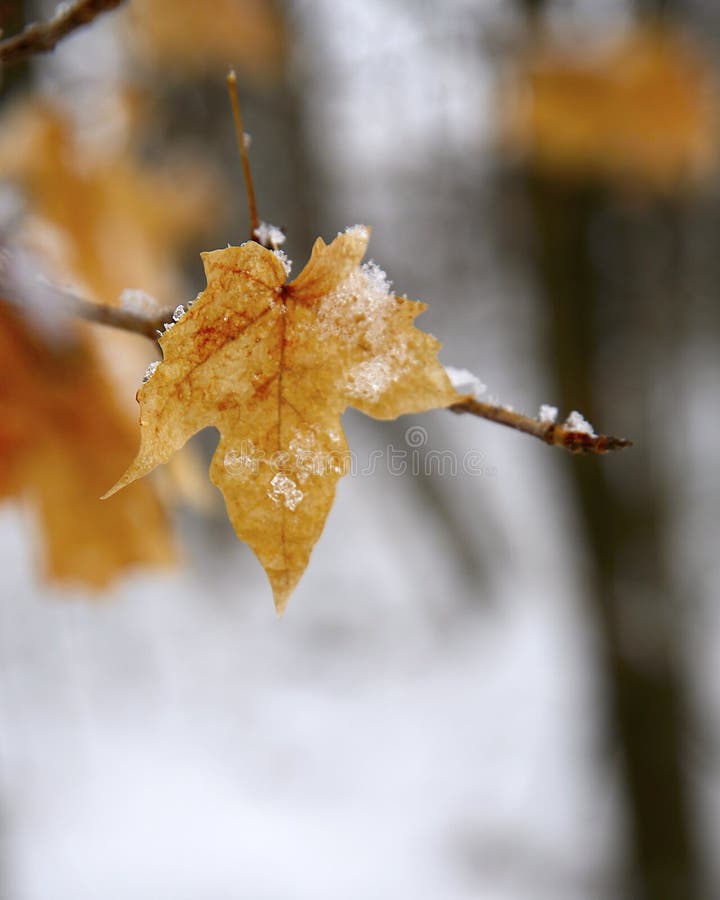 Snow leaf stock image. Image of winter, branch, holiday - 3975857