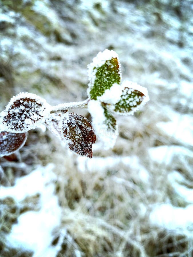 Snow on a Leaf, Details in the Nature Stock Image - Image of branch, norway: 265058949