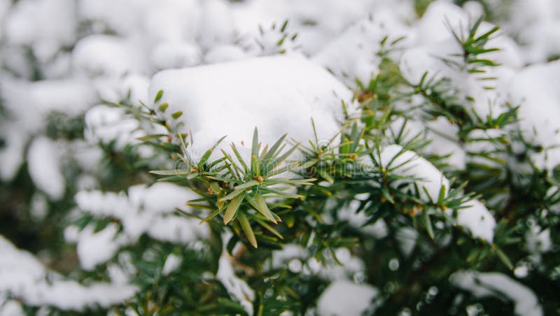 Snow on leaf stock photo. Image of chill, green, cool - 64463798