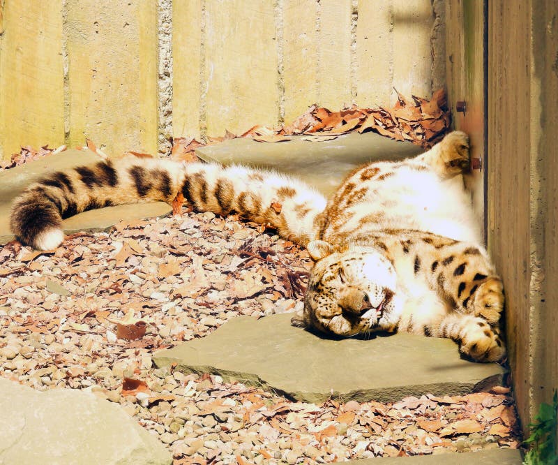 Snow Leapard Map Stock Photos - Free & Royalty-Free Stock Photos from ...