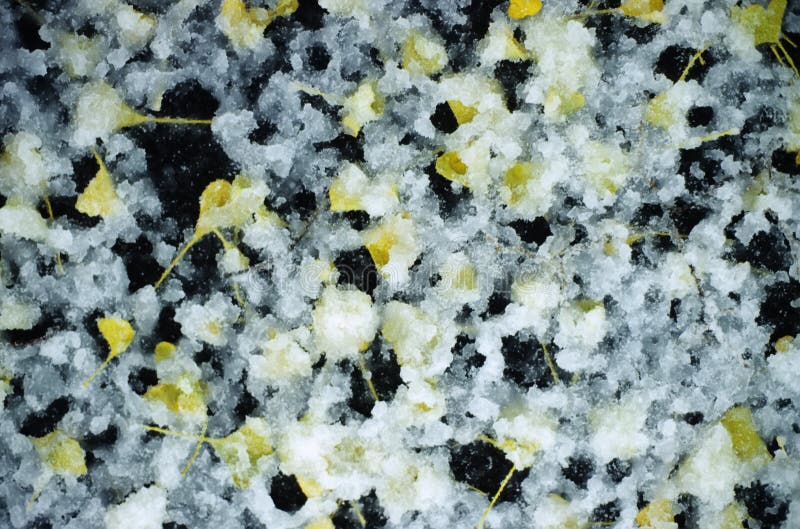 Snow and leaves stock image. Image of texture, detail - 4377333