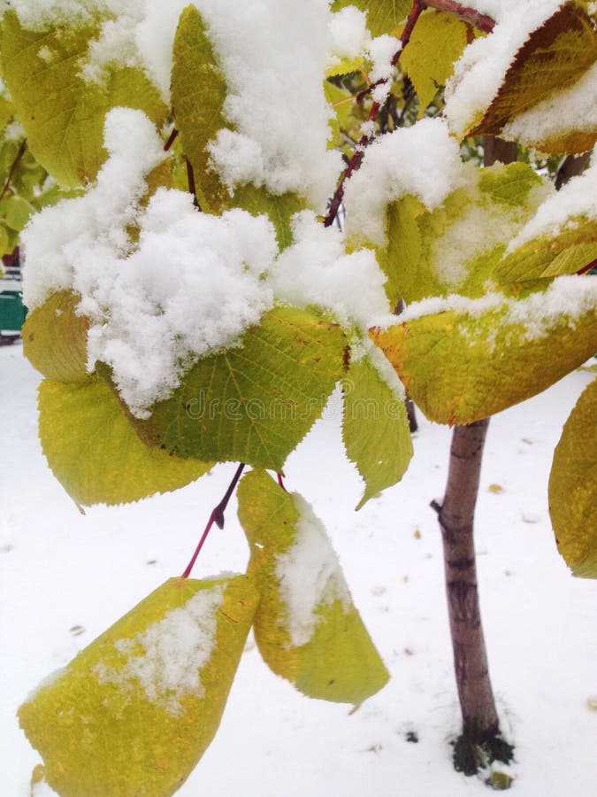 Snow on leaves stock photo. Image of snowbound, environment - 79749468