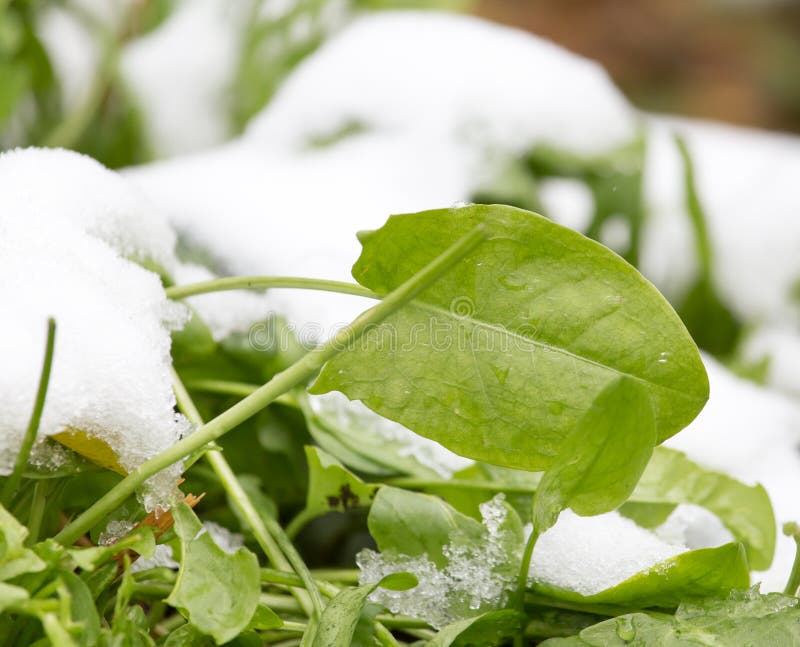 Snow on leaves stock photo. Image of covered, grow, branch - 89670260