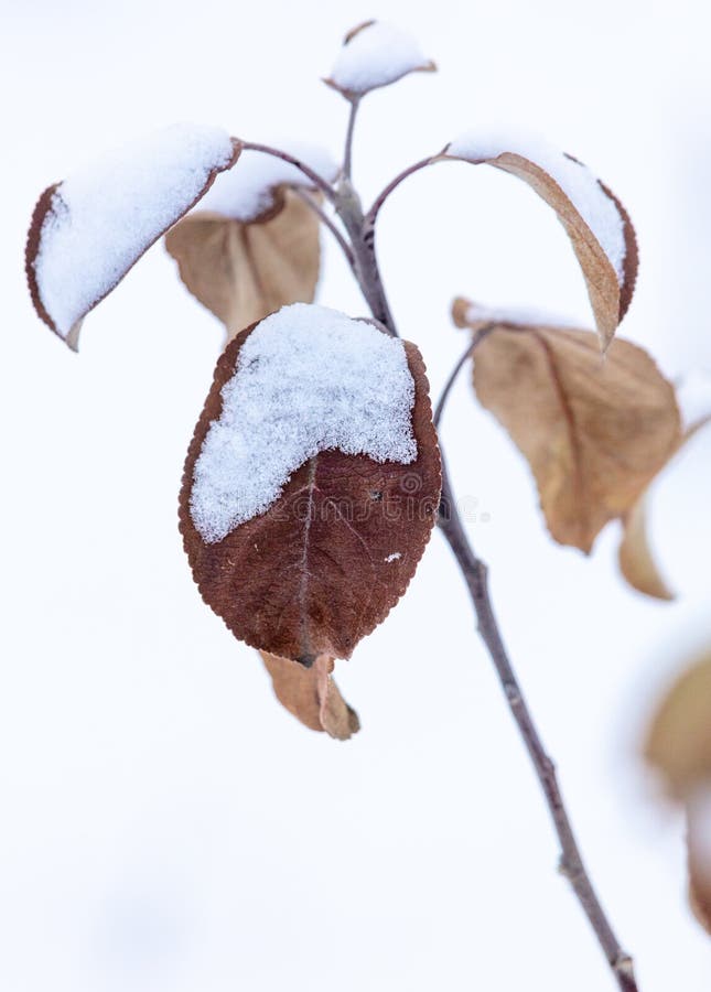 Snow on the Leaves of a Tree Stock Image - Image of season, branch ...