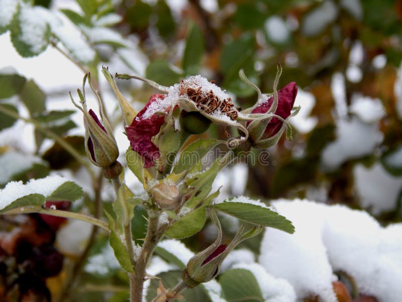 Snow on Leaves of Wild Rose Closeup Stock Photo - Image of plant ...