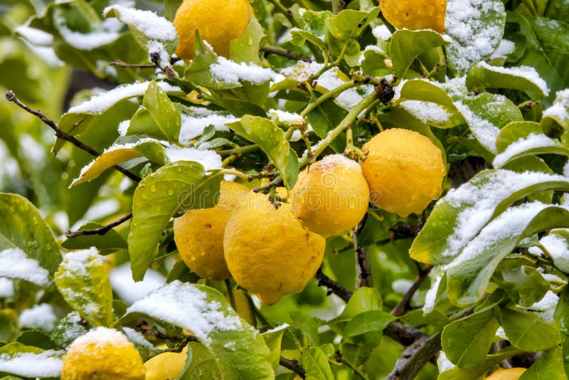 Snow on lemons stock image. Image of food, lemon, plant - 210706509