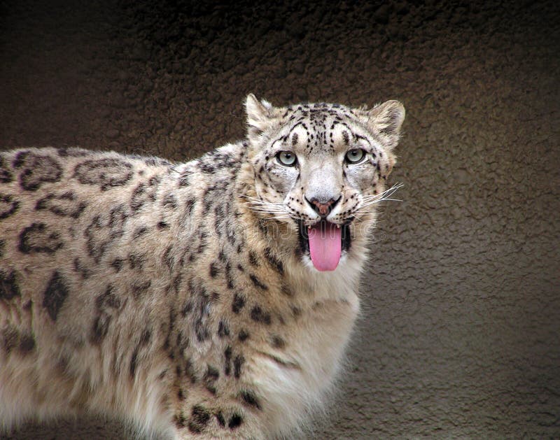 Snow leopard. stock image. Image of wildlife, leopard - 1040483