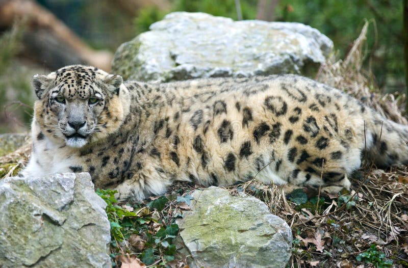 Snow Owl stock photo. Image of eyes, bird, winking, beak - 9480244