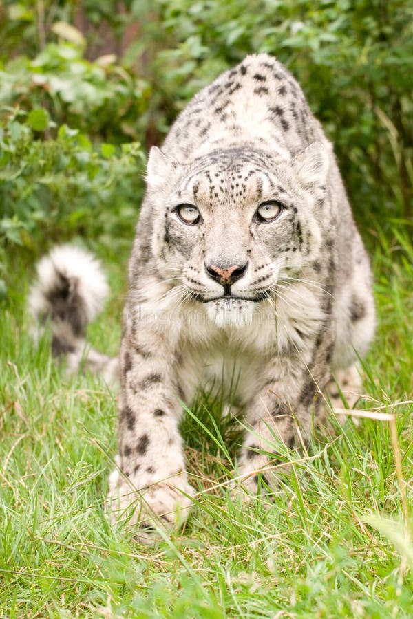 Snow Leopard Growling stock image. Image of growl, feline - 10333185