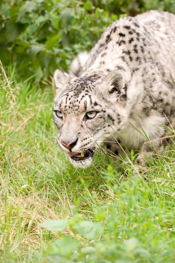 Snow Leopard Growling stock image. Image of growl, feline - 10333185
