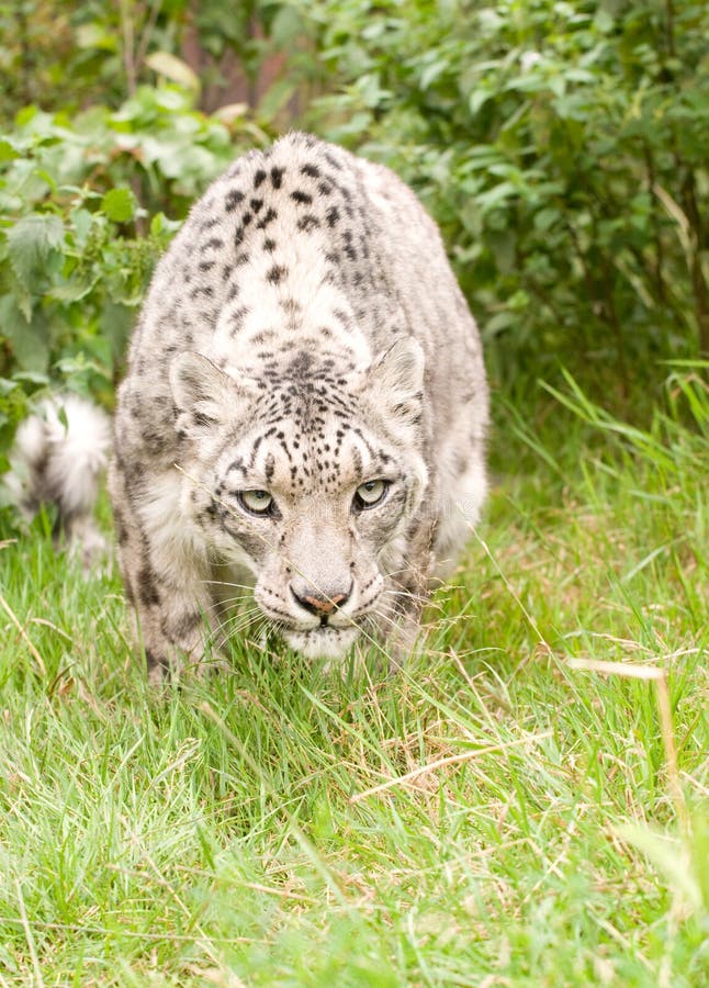 Snow Leopard stock image. Image of wildlife, face, head - 10420143