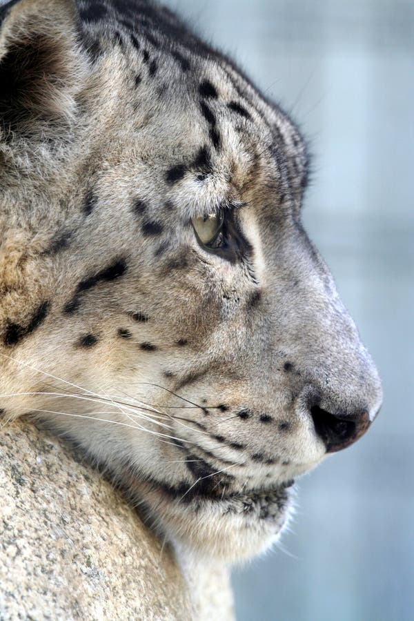 Snow Leopard stock photo. Image of cute, profile, beast - 10717850
