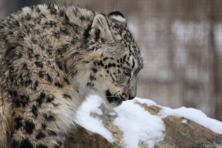 152 Snow Leopard Food Map Stock Photos - Free & Royalty-Free Stock ...