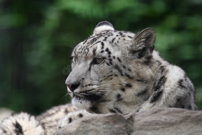 481 Snow Leopard Profile Stock Photos - Free & Royalty-Free Stock ...