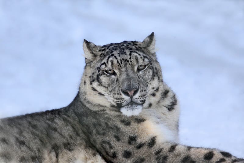 Sunbathing Snow Leopard III Stock Image - Image of mammal, portrait ...