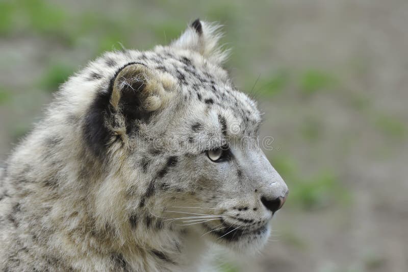 472 Snow Leopard Profile Stock Photos - Free & Royalty-Free Stock ...