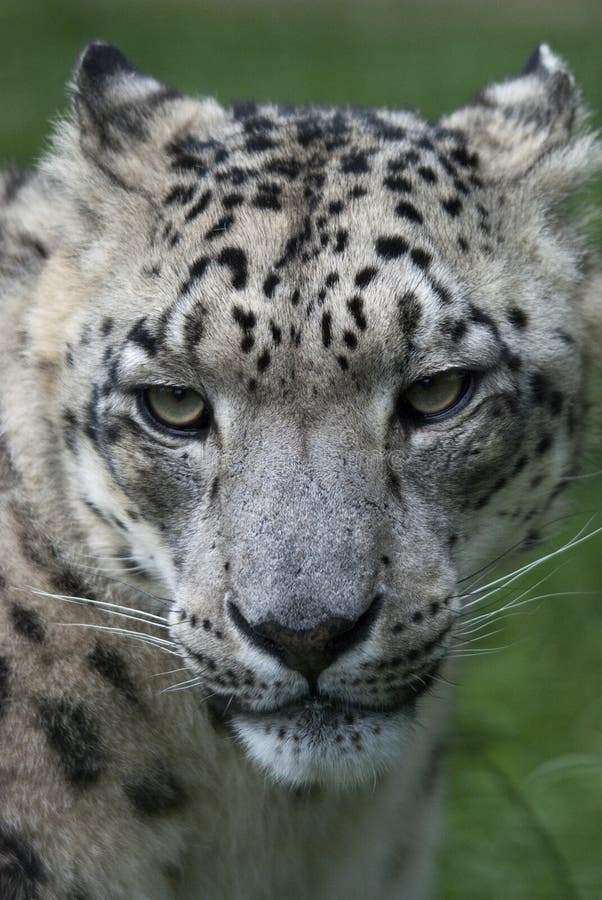 Snow leopard stock photo. Image of animal, stare, glare - 14794942