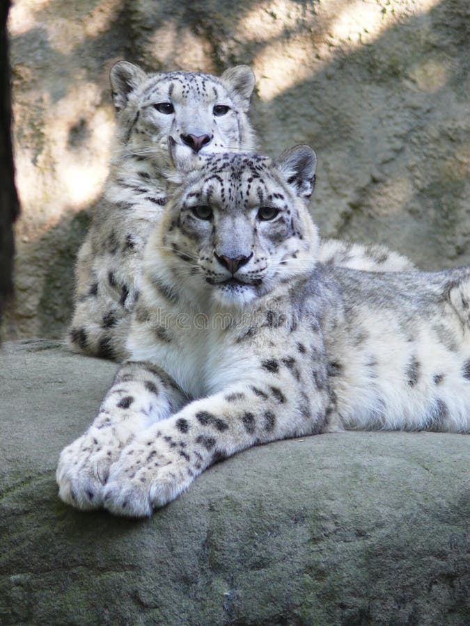 Snow leopard stock image. Image of melancholy, mammals - 15073945