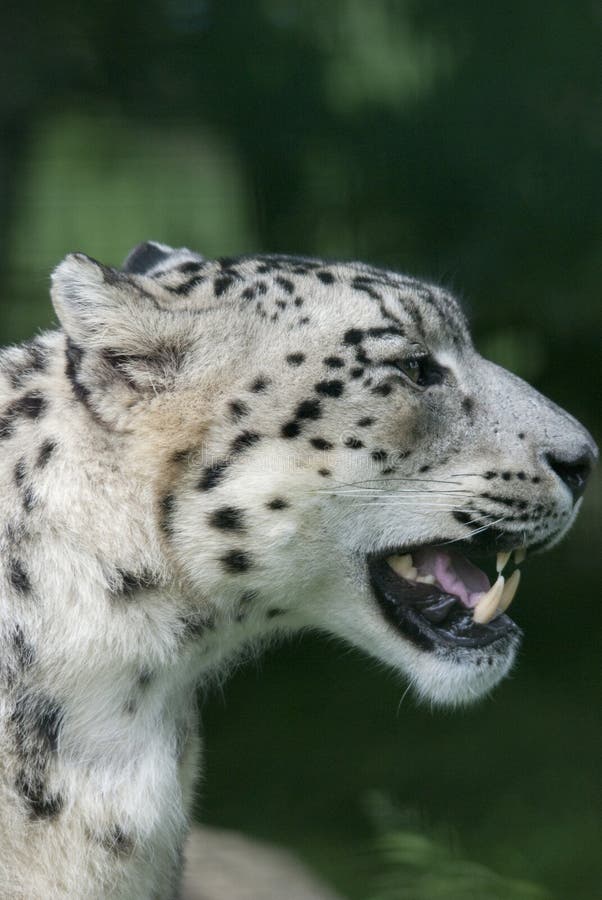 Snow leopard stock photo. Image of carnivore, jaws, hunter - 15694800
