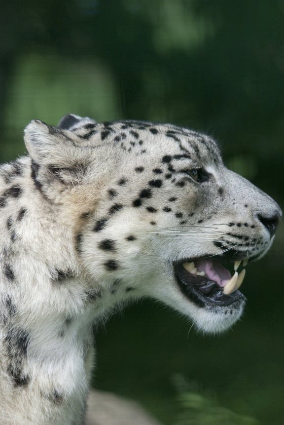 Snow leopard stock photo. Image of carnivore, jaws, hunter - 15694800