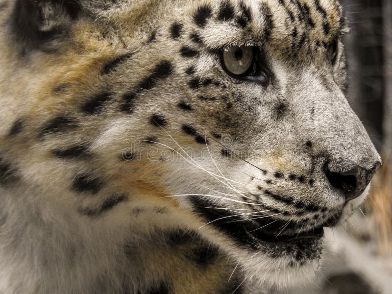 Snow leopard or snow cat. stock image. Image of ranges - 197238039
