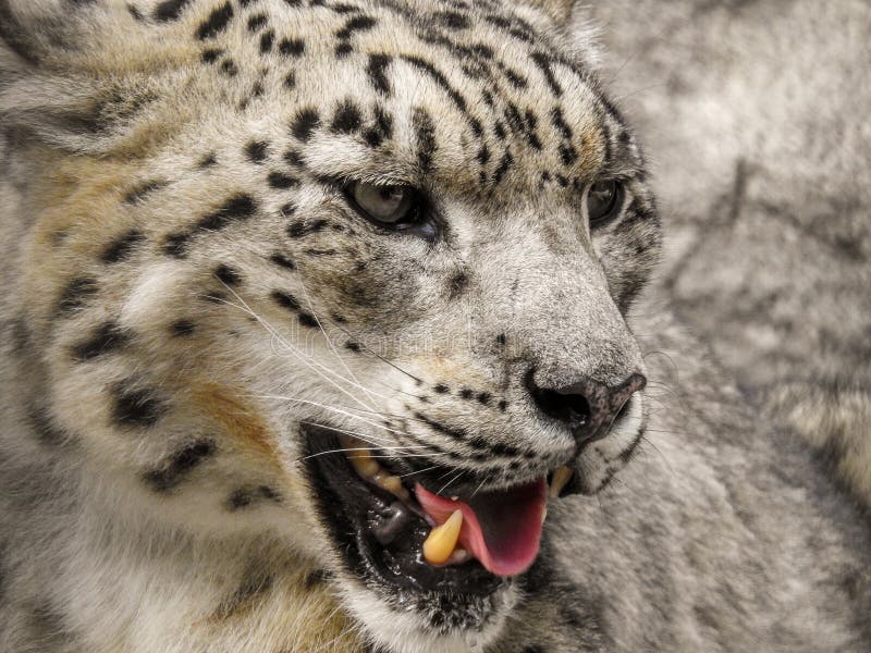 Snow leopard or snow cat. stock photo. Image of snow - 197238200