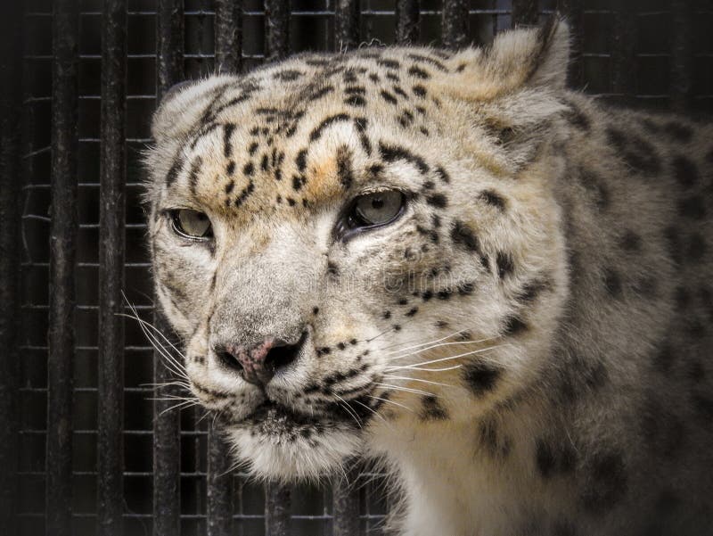 Snow leopard or snow cat. stock image. Image of snow - 197238469