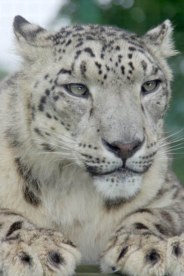 Snowy Owl in Snow stock image. Image of snowing, hunts - 12389303