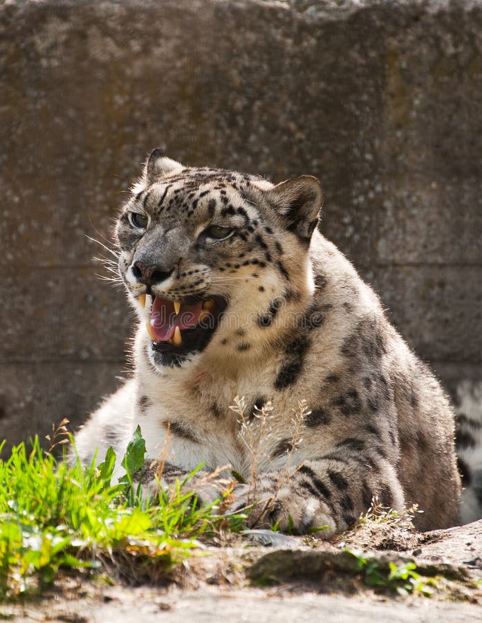 Snow leopard stock photo. Image of predator, canines - 20448584