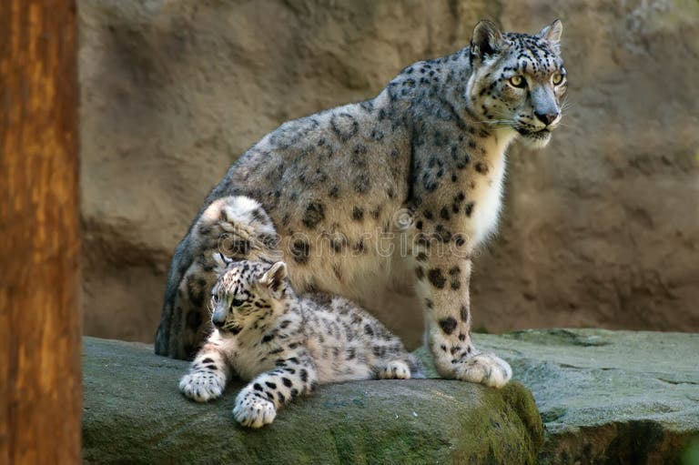 8,445 Snow Leopard Hibernation Stock Photos - Free & Royalty-Free Stock ...