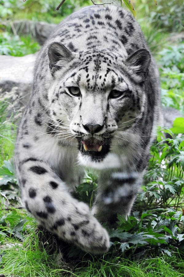 Snow Panther stock photo. Image of feline, cooling, outdoors - 613126