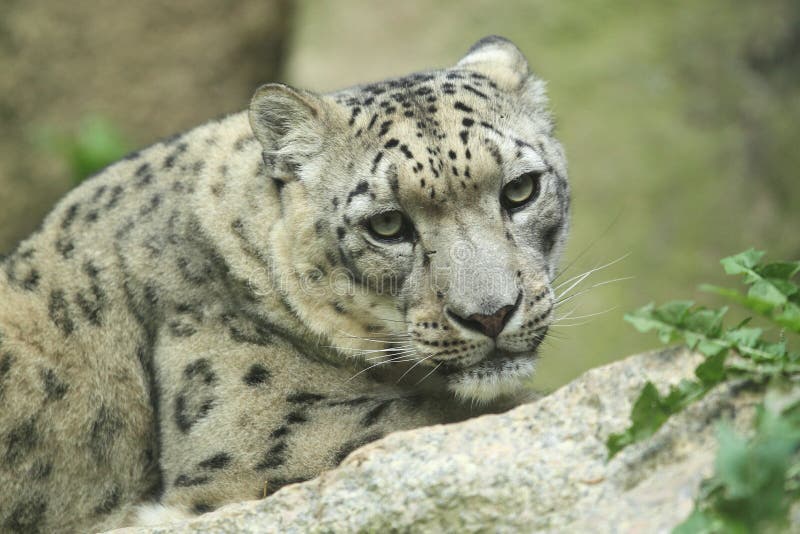 Snow leopard stock image. Image of body, mammal, detail - 26639007