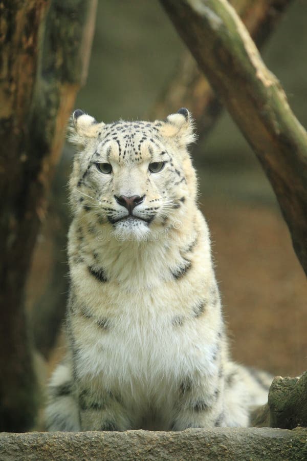 Snow leopard juvenile stock image. Image of panthera - 22182685