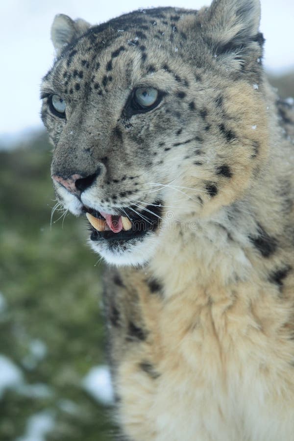 Snow leopard stock image. Image of mammal, leopard, detail - 28608635
