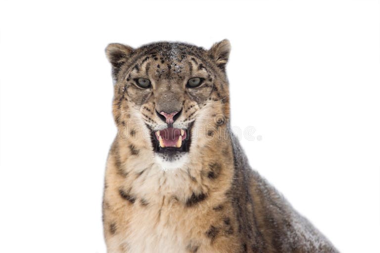 142 Angry Leopard Snow Stock Photos - Free & Royalty-Free Stock Photos ...