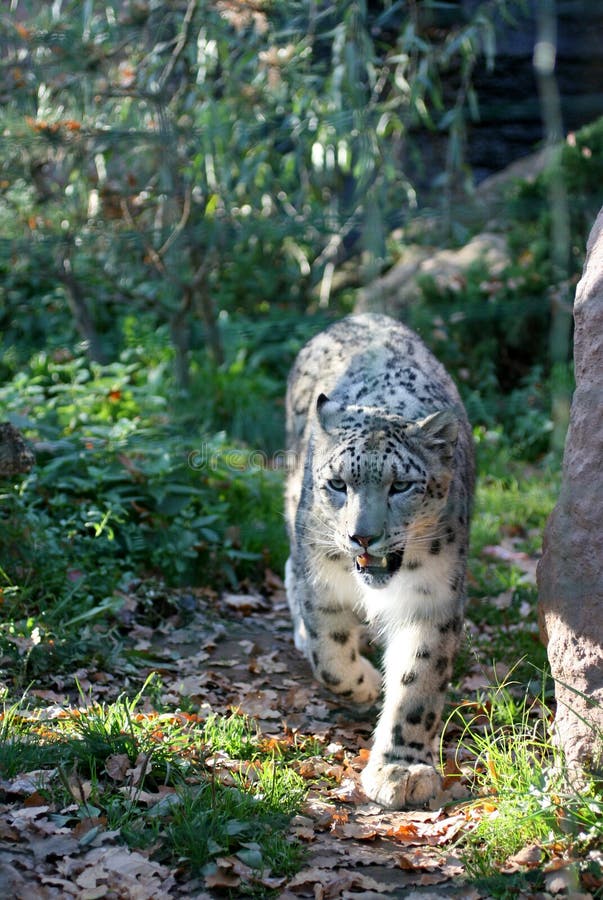 Snow leopard stock photo. Image of predator, feline, wildlife - 3402214
