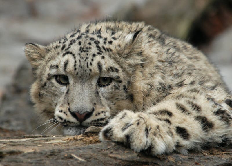 Snow Leopard stock photo. Image of melancholy, mountains - 382024