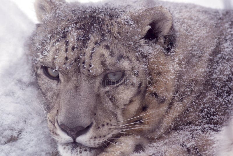 Snow Leopard stock image. Image of undomesticated, environment - 3902161