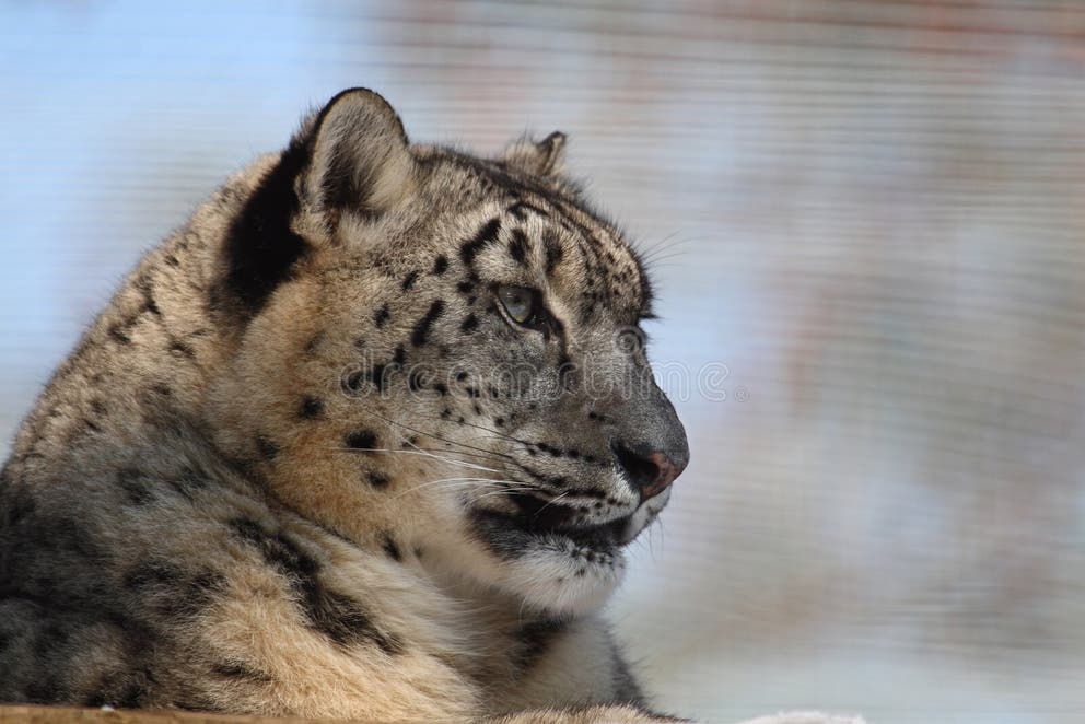 Snow leopard stock photo. Image of thinking, wildlife - 4127346