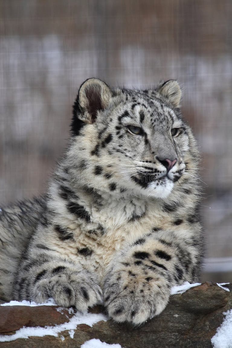 521 Snow Leopard Profile Stock Photos - Free & Royalty-Free Stock ...