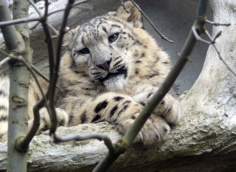 107 Lonely Snow Leopard Stock Photos - Free & Royalty-Free Stock Photos ...