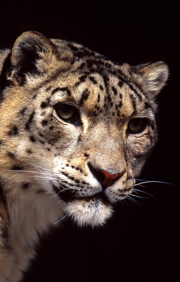 Snow leopard stock image. Image of open, wildlife, speed - 4730285