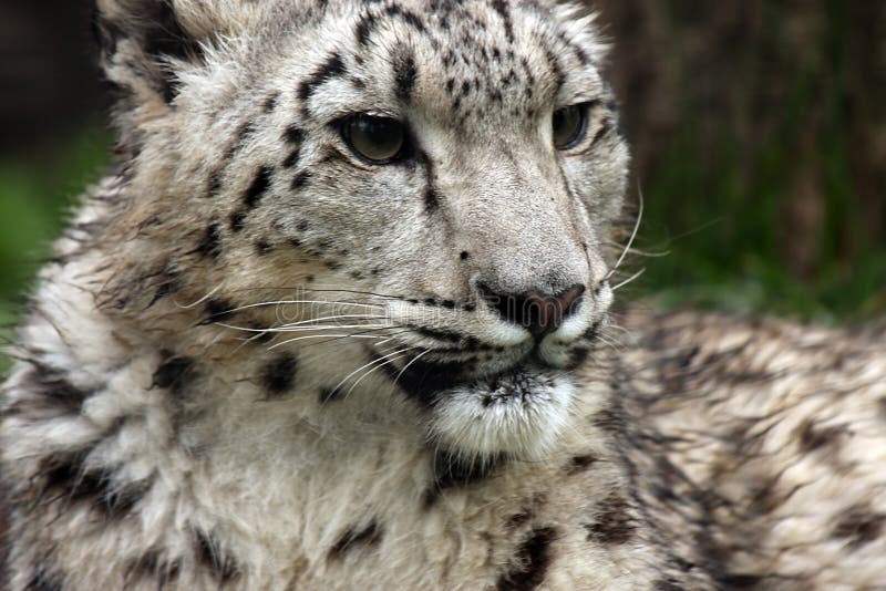 Snow Leopard stock photo. Image of feline, face, leopards - 7322128