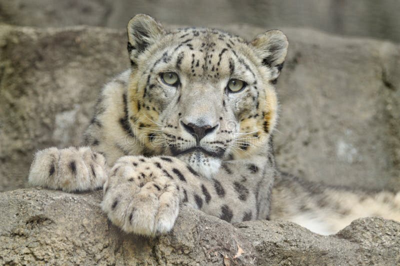 Snow Leopard stock image. Image of wildlife, snow, fierce - 6145941