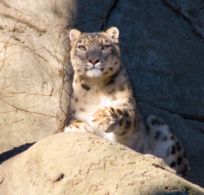 Juvenile snow leopard stock photo. Image of mammal, captive - 10884806